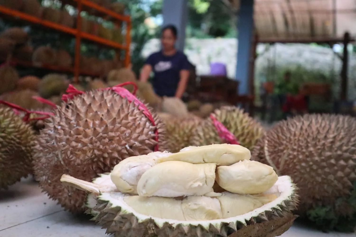 Fakta Unik Buah Durian
